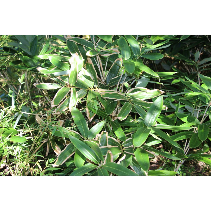 Bambou nain, Sasa veitchii