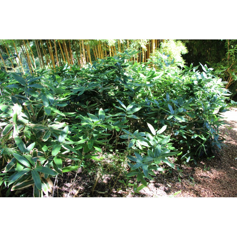 Bambou nain, Sasa veitchii